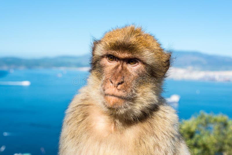 Barbary Macaque Monkey Portrait Stock Image - Image of gibraltar ...