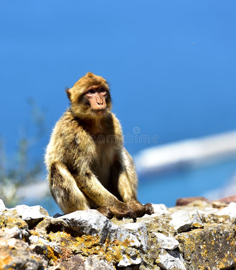 Gibraltar Barbary macaque stock photo. Image of reserve - 96422890