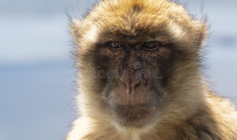 Gibraltar Barbery macaque stock image. Image of monkey - 115778775