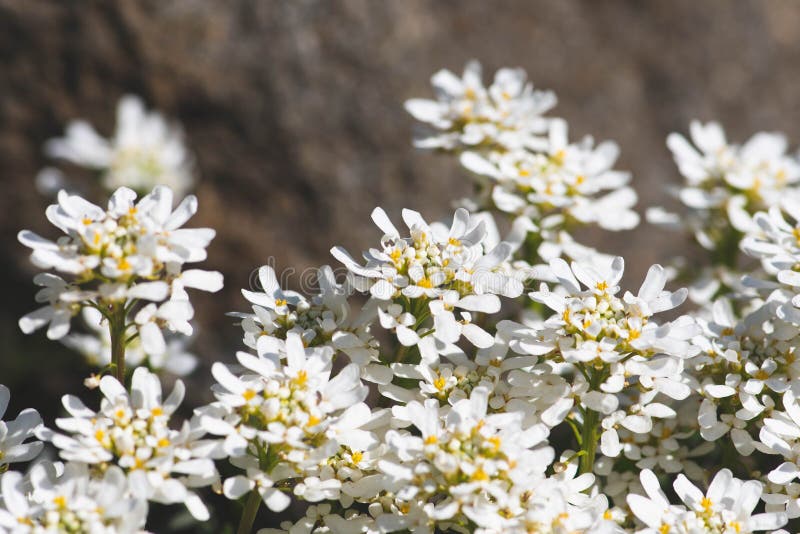 Gibraltar Candytuft on the Rocks Stock Image - Image of leaf, botanical ...