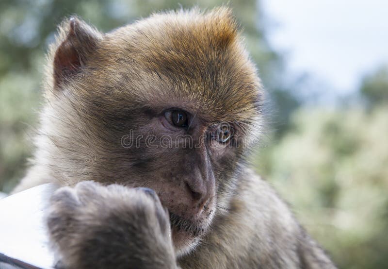 Gibraltar clever monkey stock image. Image of gibraltar - 39224051