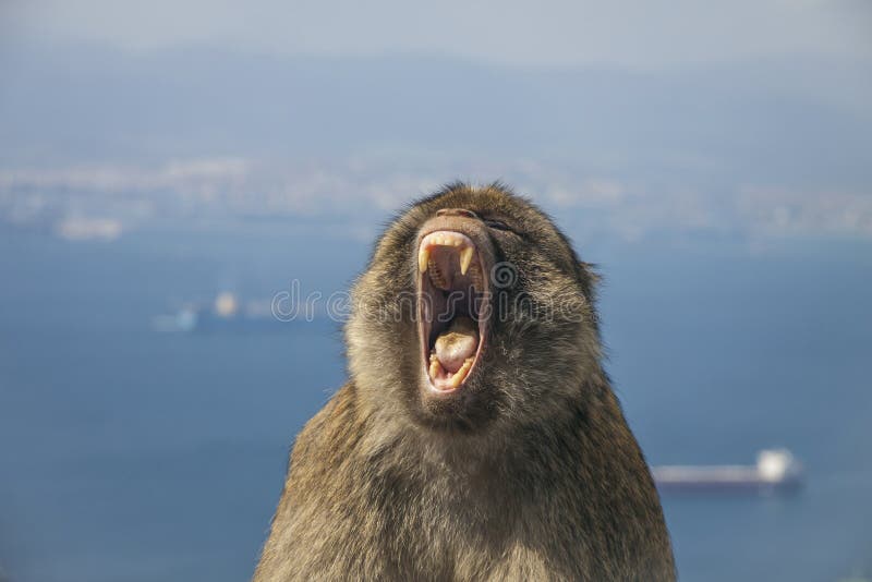 Gibraltar - Face of Barbary Macaque Monkey Showing His Teeth and Stock ...