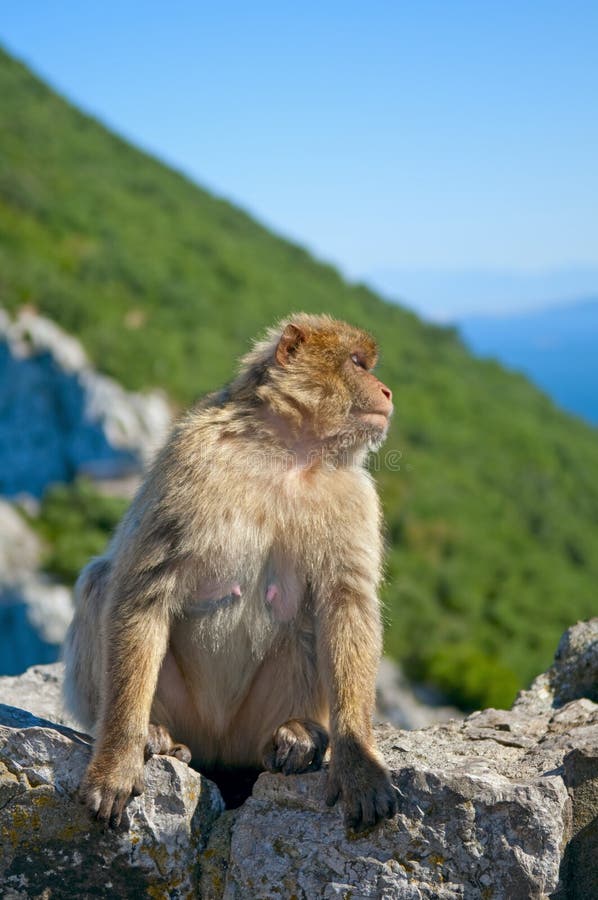 Monkey at the Rock of Gibraltar Stock Image - Image of tourist, animal ...