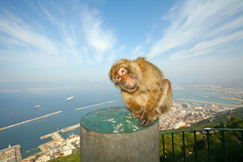Gibraltar apes stock image. Image of gibraltar, monkey - 5695599