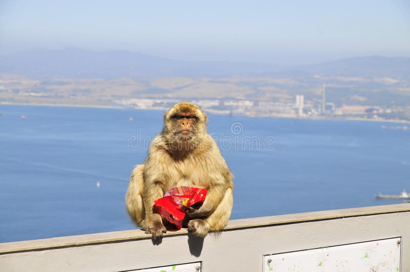 Gibraltar Monkey stock photo. Image of city, color, fauna - 23033990