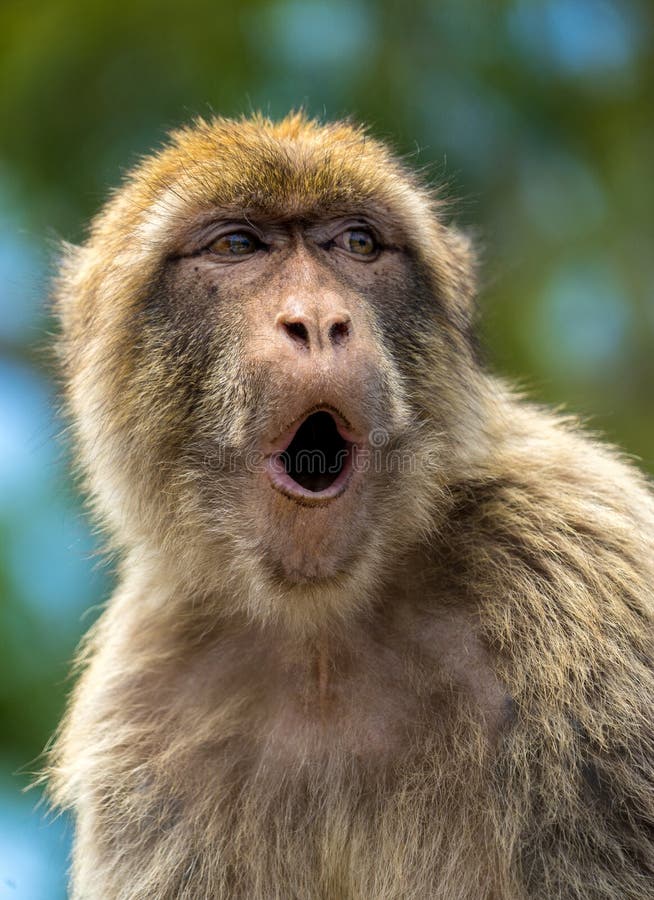 Gibraltar Monkey stock photo. Image of barbary, apes - 94406036