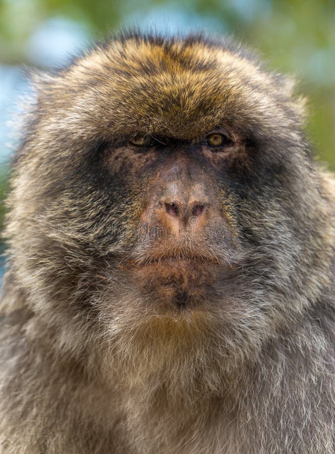 Gibraltar Monkey stock photo. Image of organism, macaques - 94405984