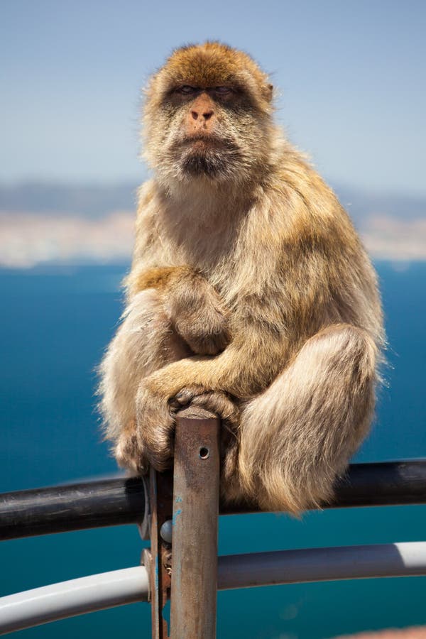 Gibraltar Monkey stock photo. Image of harbor, barbary - 61369822