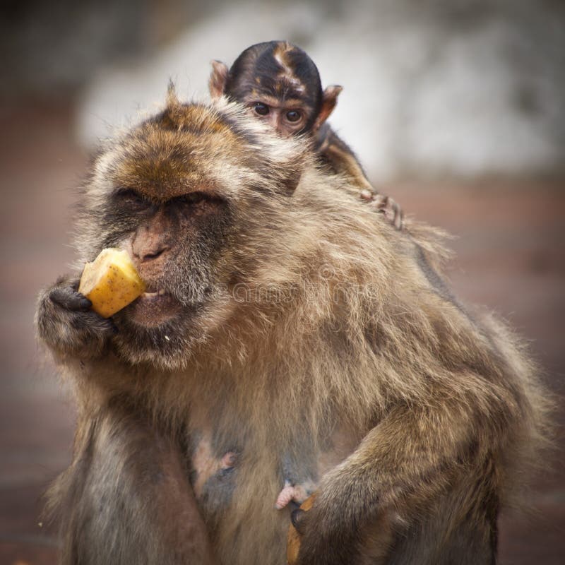 Gibraltar Monkey stock photo. Image of city, color, fauna - 23033990