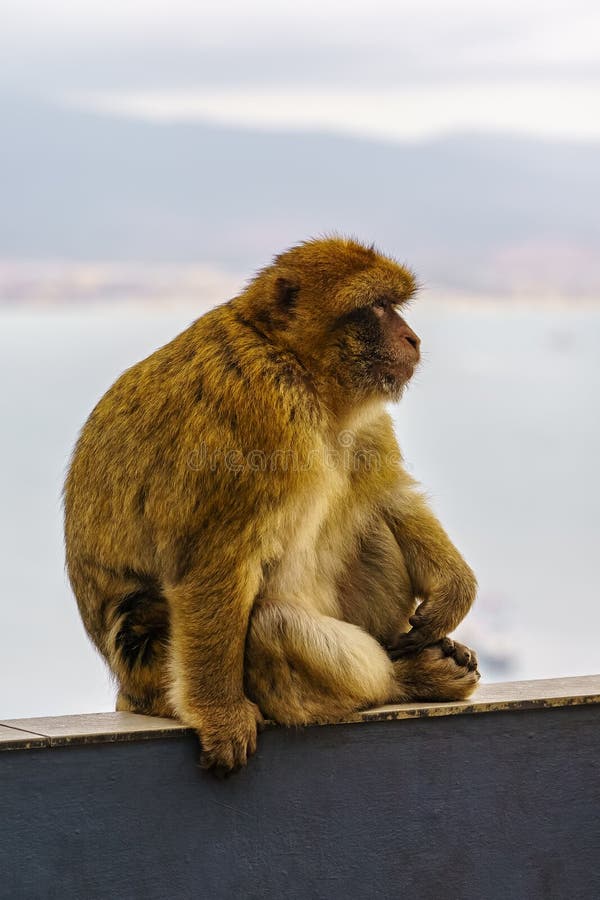 Gibraltar Monkey in Profile that Inhabit the Nature Reserve that is ...