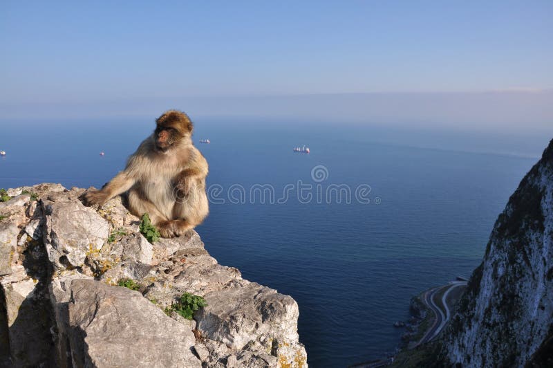 Gibraltar monkeys stock image. Image of rock, macaca - 24717955
