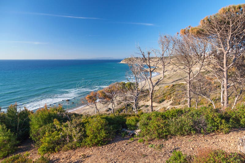 Gibraltar Strait, Morocco. Dry Trees on the Coast Stock Photo - Image ...