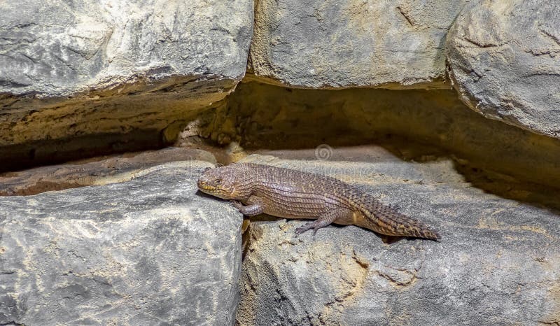 Gidgee Spiny-tailed Skink, Egernia Stokesii, Endemic To Australia. Fat ...