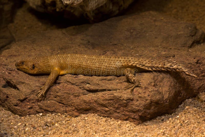 Gidgee Skink Lizard Stock Photos - Free & Royalty-Free Stock Photos ...