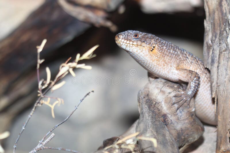 Gidgee skink stock image. Image of nature, skink, lizard - 100495919