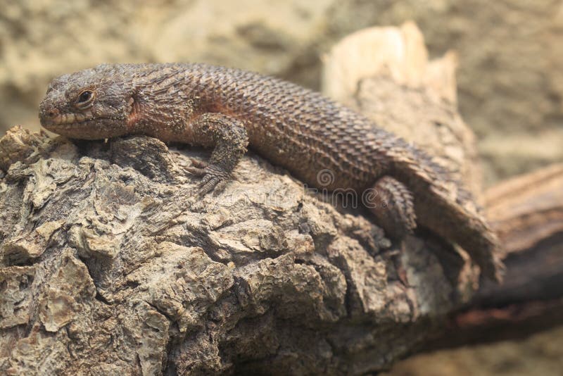 Gidgee skink stock image. Image of tailed, gidgee, stokesii - 34937803