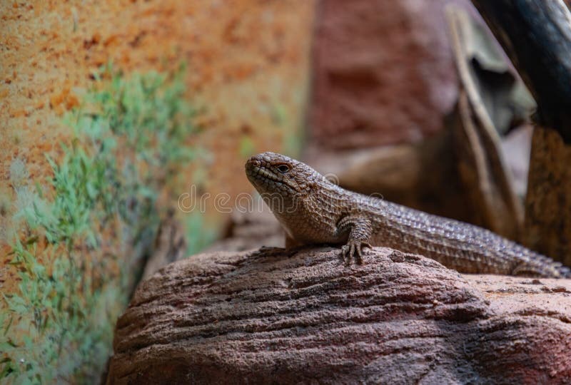 Gidgee Skink Egernia Stokesii, Threatened Species. Habitat Central ...