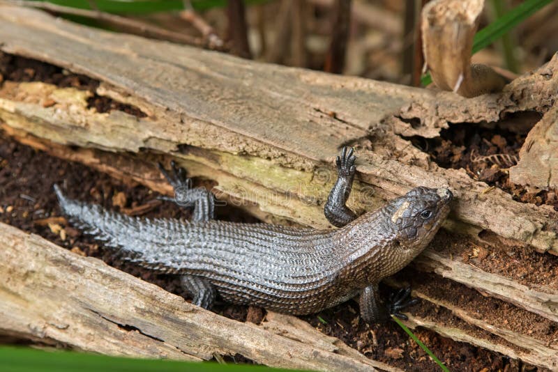 Gidgee Spiny-tailed Skink, Egernia Stokesii, Endemic To Australia. Fat ...