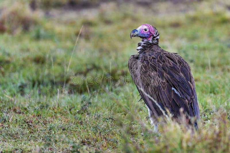 Gier stock foto. Image of wild, vakantie, dier, kenia - 110361934