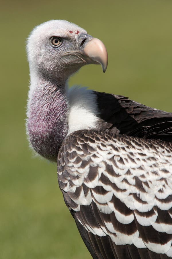 Kapgeier stock afbeelding. Image of wild, wildernis, struik - 8897293