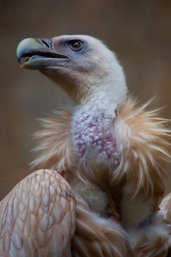 Gier stock foto. Image of matrijs, wild, gier, afrika - 48314046