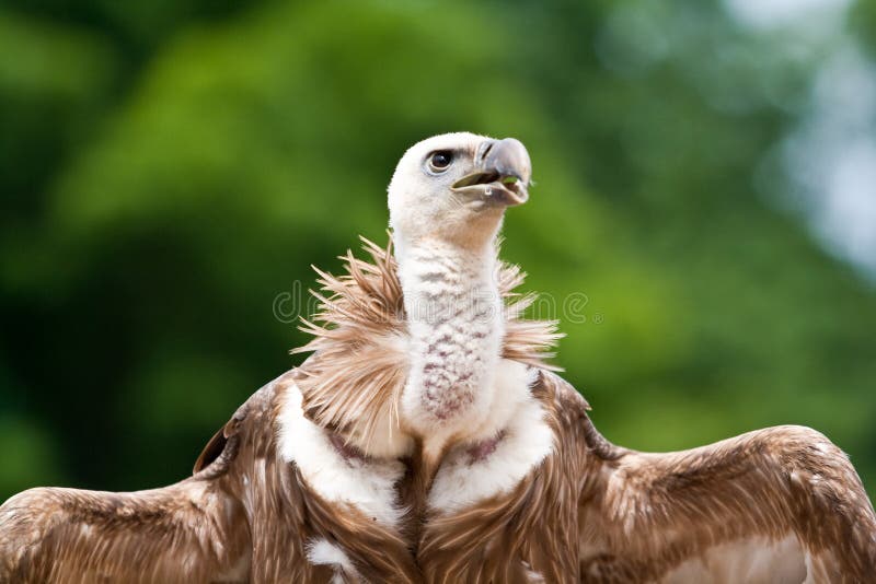 Gier stock afbeelding. Image of uitziend, roofdier, sluit - 65737129