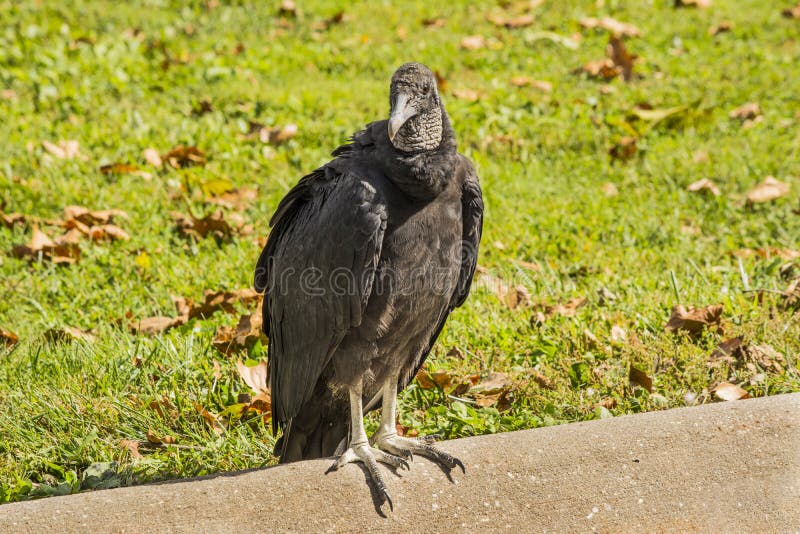 Gier stock afbeelding. Image of zwart, aaseter, kwaad - 81334895