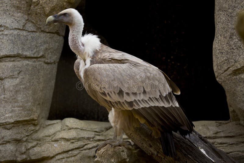 Gier 3 stock afbeelding. Image of aaseter, behoud, vogel - 86322181