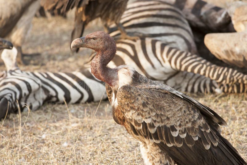 Gieren Die Op Karkas In Serengeti, Tanzania, Afrika Voeden Stock Foto ...