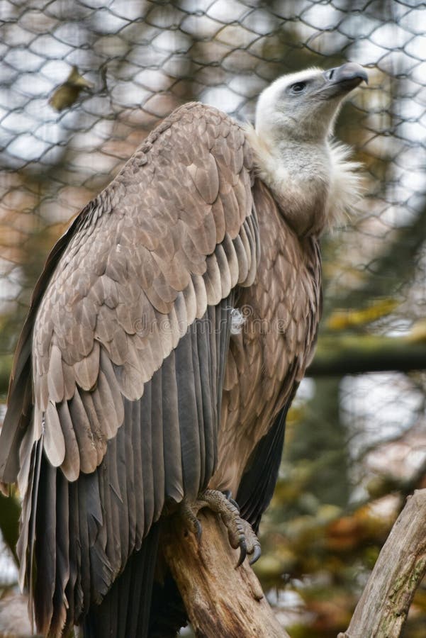 Gieren in de dierentuin stock afbeelding. Image of gieren - 62055177