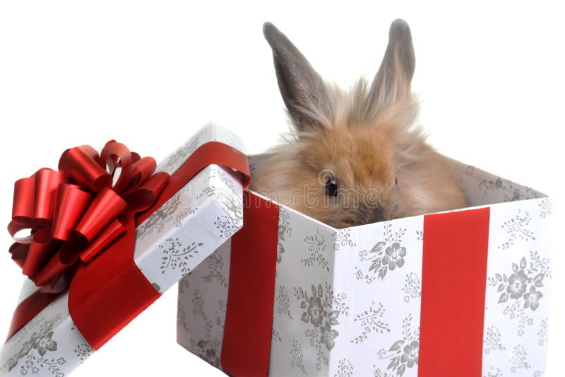 Gift in box stock photo. Image of year, cute, love, happiness - 11887318