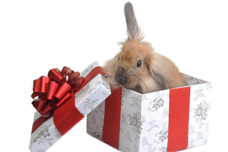 Lop-eared Rabbit in a Gift Box with Red Bow Stock Photo - Image of ...