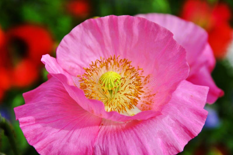 Pink Poppy Flowers Background Stock Photo - Image of card, backgrond ...