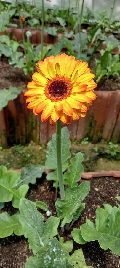 Gift of Deliya stock photo. Image of plant, field, petal - 250236198