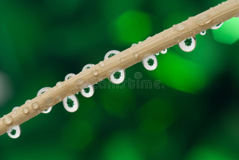 Gift Drops stock photo. Image of branch, droplet, gift - 12066096