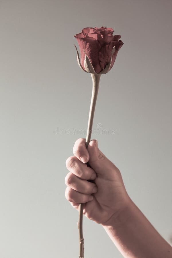 A gift stock photo. Image of muted, offer, lover, hand - 43229748