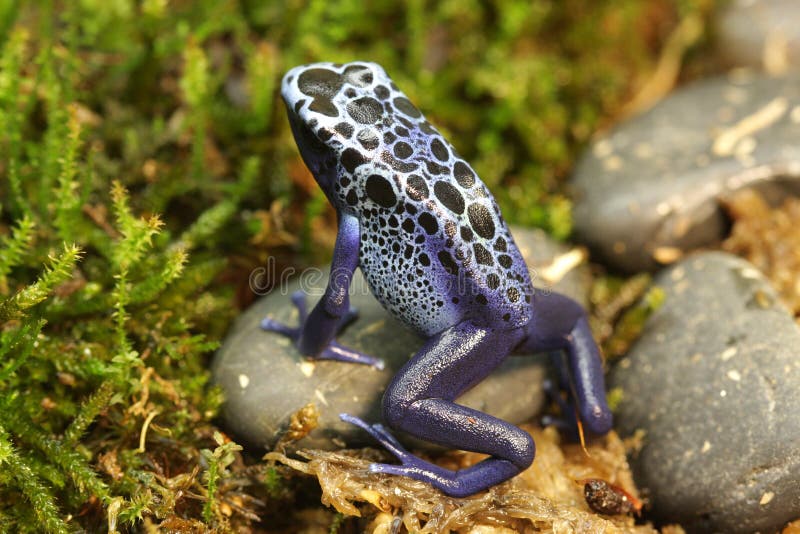Gift-Pfeilfrosch Dendrobates Azureus, Der Auf Moos Geht Stockfoto ...