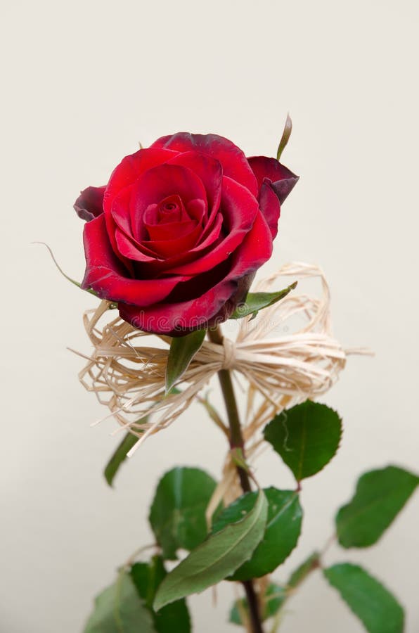 Gift rouse stock image. Image of doily, like, care, engagement - 64977967