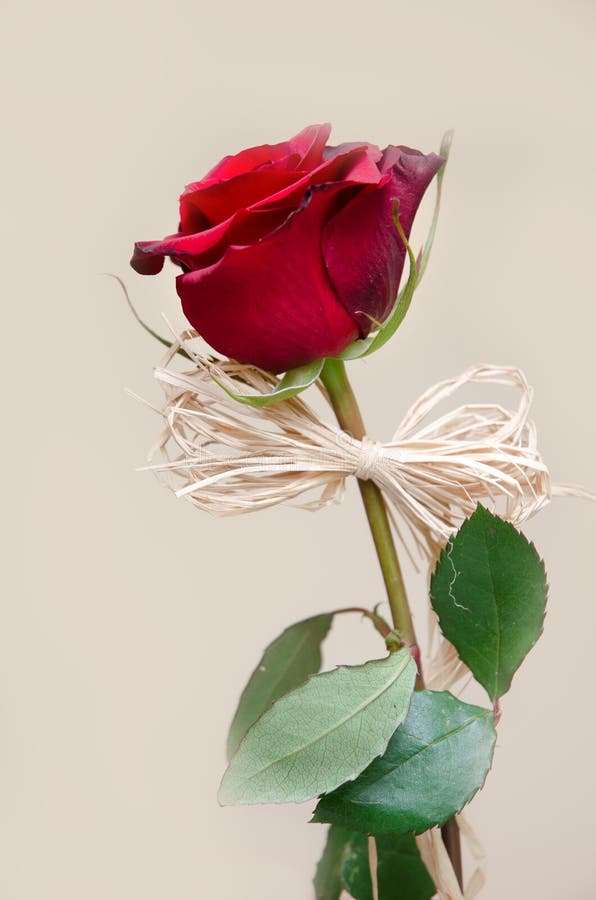 Gift rouse stock photo. Image of troth, rose, flower - 64977460