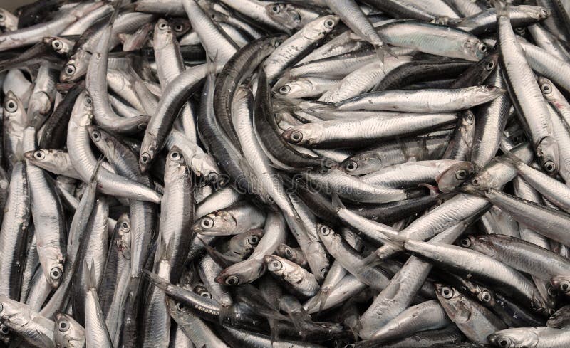 Gift of the sea stock image. Image of seafood, dead, anchovy - 3658319