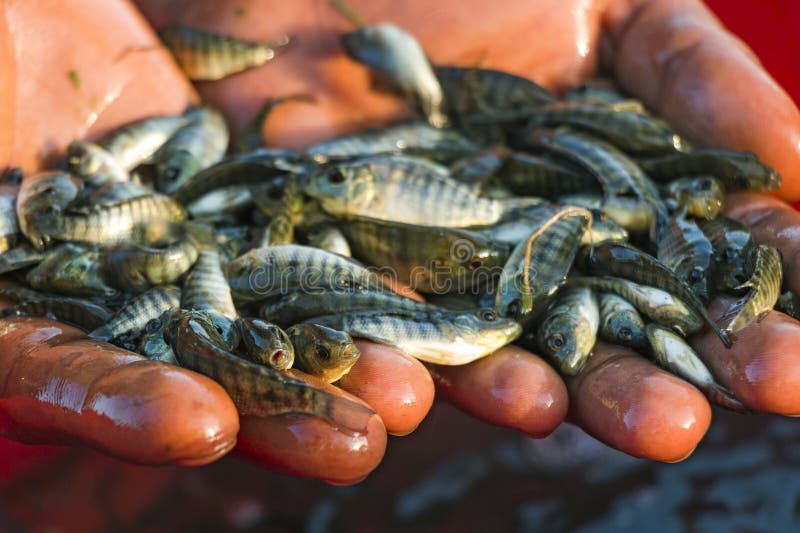 Nile Tilapia Fingerlings