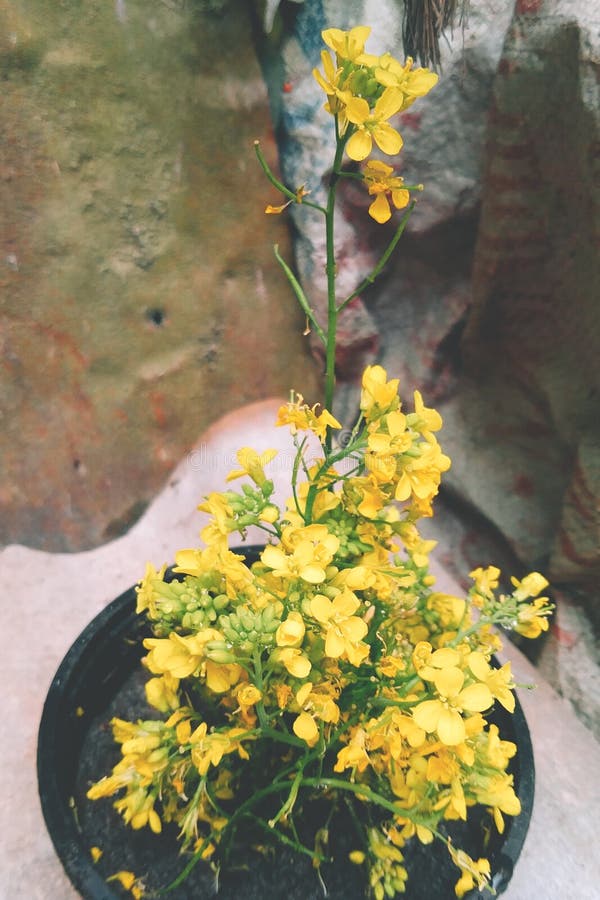 Gifted flowers stock image. Image of green, gifted, home - 184875773