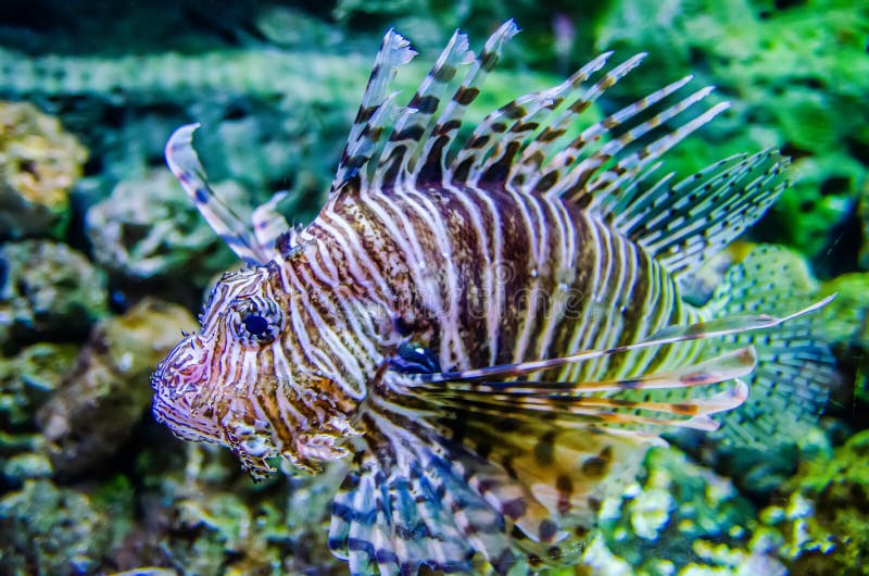 Giftig exotisk fisk fotografering för bildbyråer. Bild av liggande ...