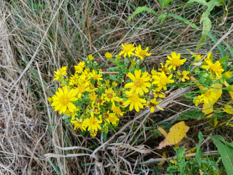 Giftig Seneciojacobaea fotografering för bildbyråer. Bild av växt ...