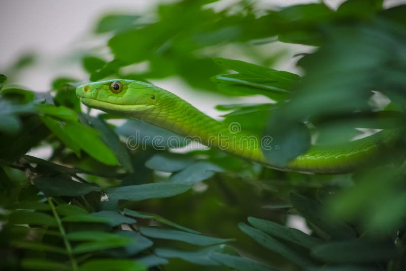 De Giftige Groene Adder Van De Boomkuil, Costa Stock Foto - Image of ...