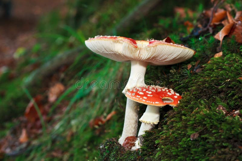 Giftige Pilze stockfoto. Bild von fallen, gift, herbst - 27534992