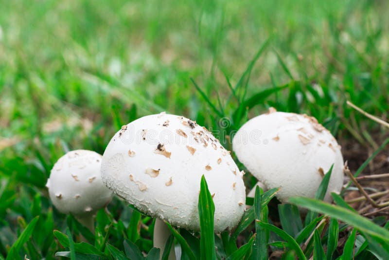 Giftige Pilze im Garten. stockbild. Bild von zerfall - 31632477