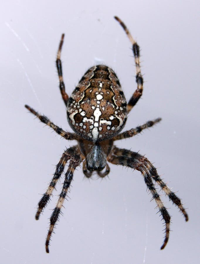 Giftige spin stock foto. Image of arachnoïde, wijfje - 28804428