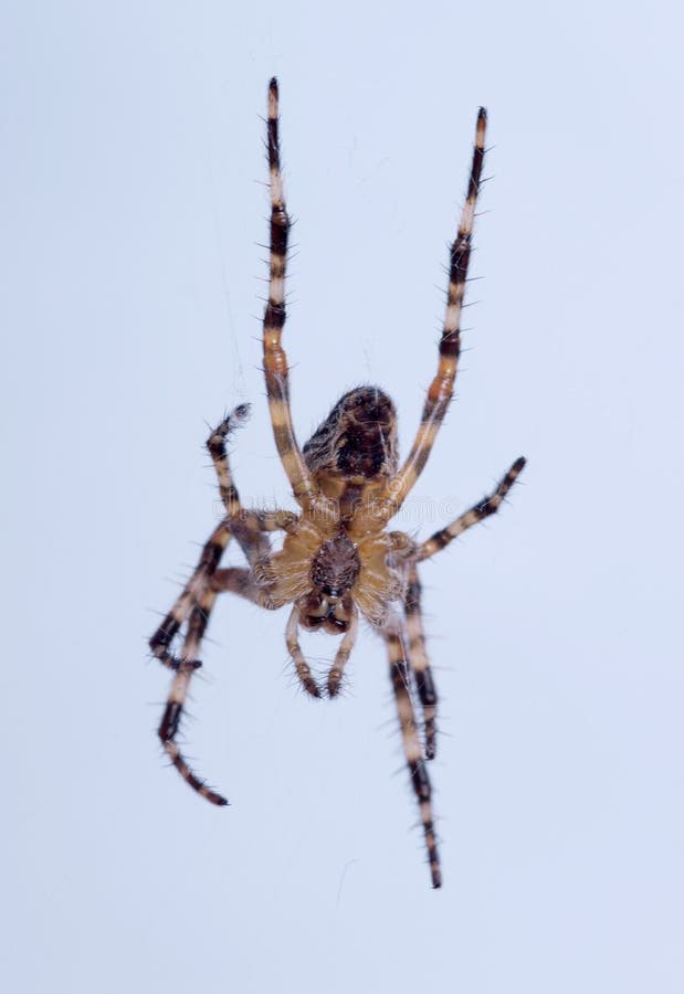 Giftige Spinne stockfoto. Bild von fahrwerkbein, insekt - 15233932