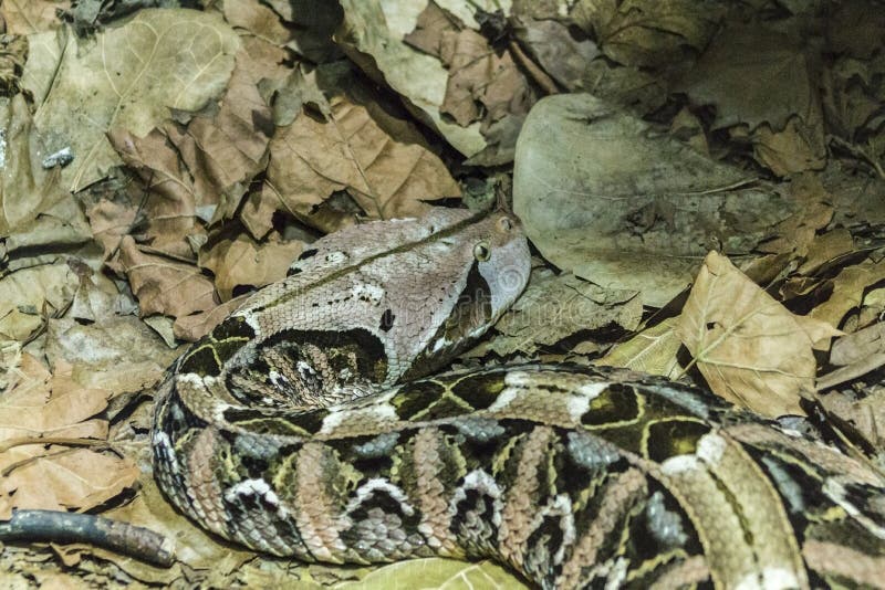 318 Giftorm Foton - Gratis och royaltyfria stockfoton från Dreamstime